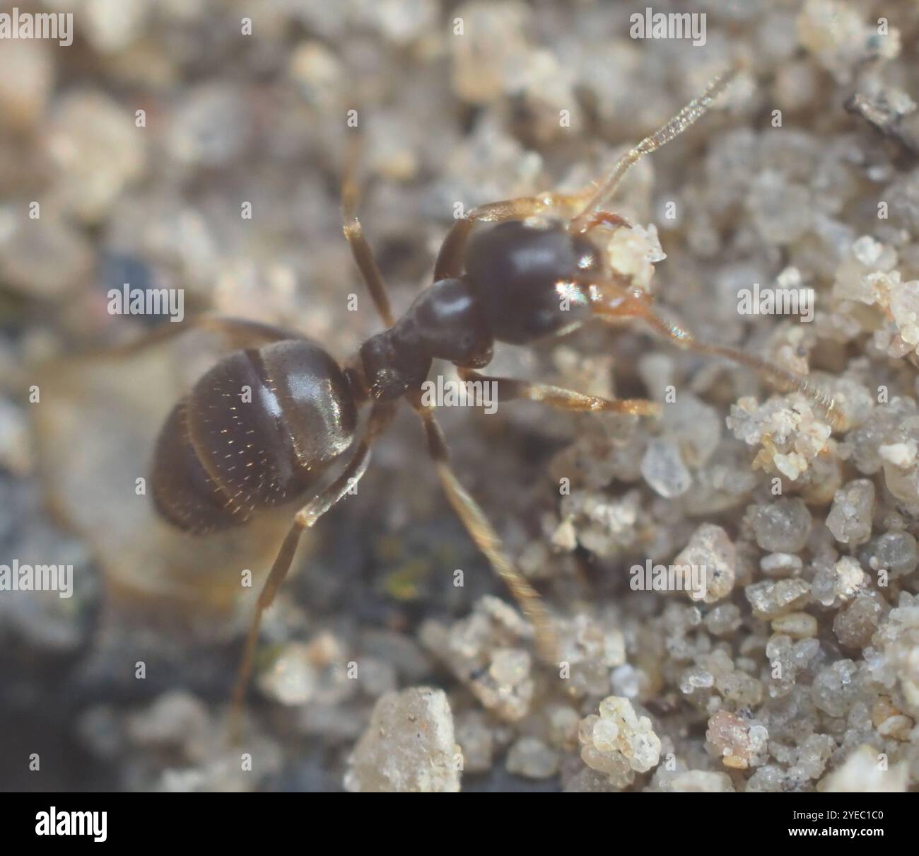 Woodland Fuzzy Ant (Lasius americanus Stock Photo - Alamy