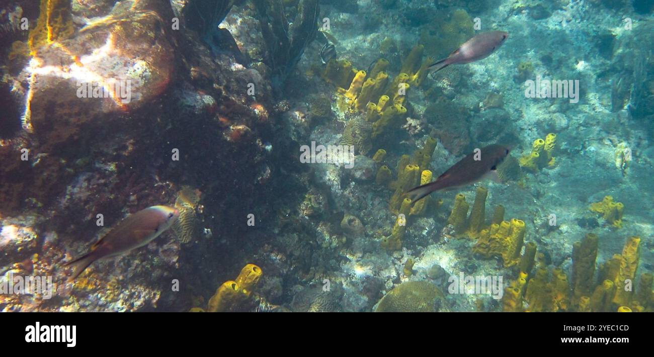 Brown Chromis (Azurina multilineata Stock Photo - Alamy