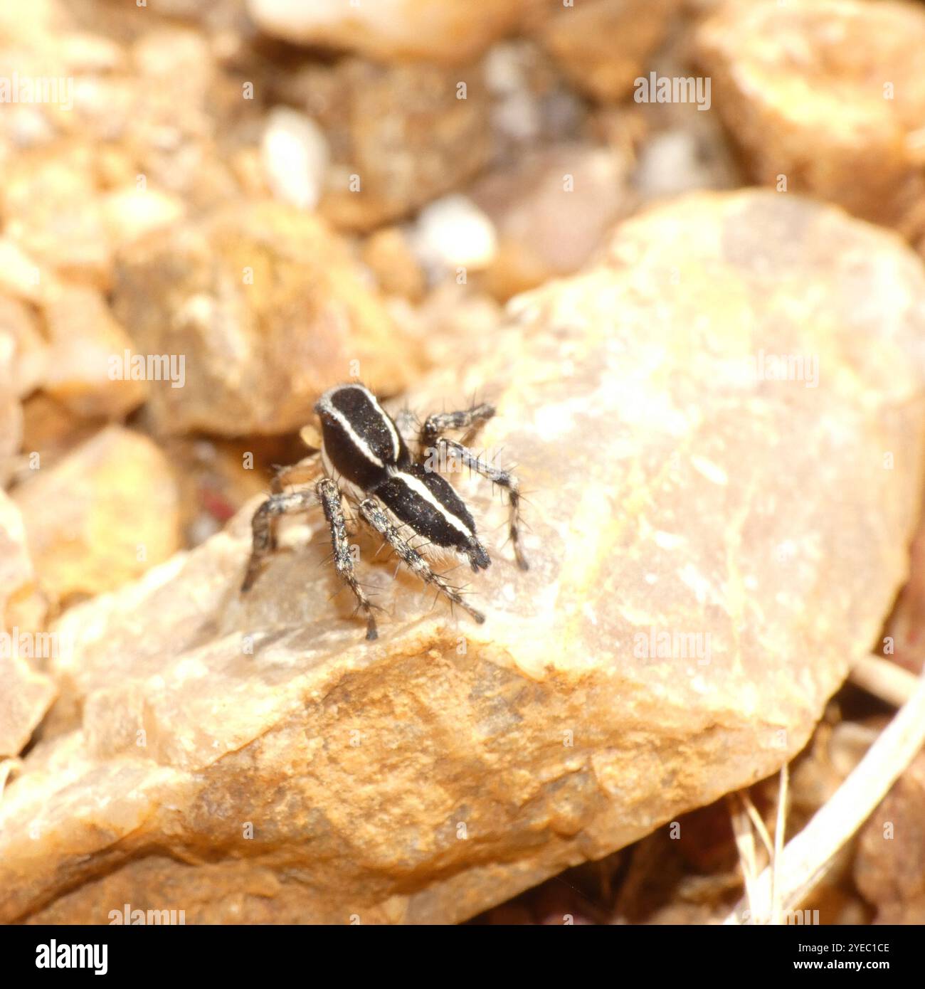 Termite Mimic Spider (Stenaelurillus termitophagus Stock Photo - Alamy