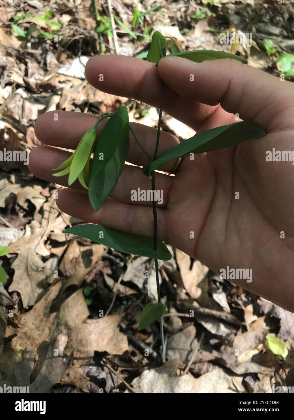perfoliate bellwort (Uvularia perfoliata Stock Photo - Alamy