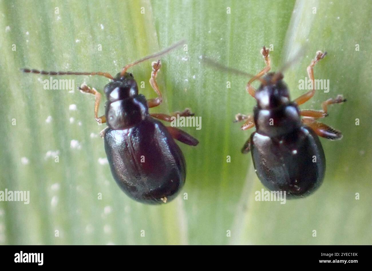 Iris Flea Beetle (Aphthona nonstriata Stock Photo - Alamy