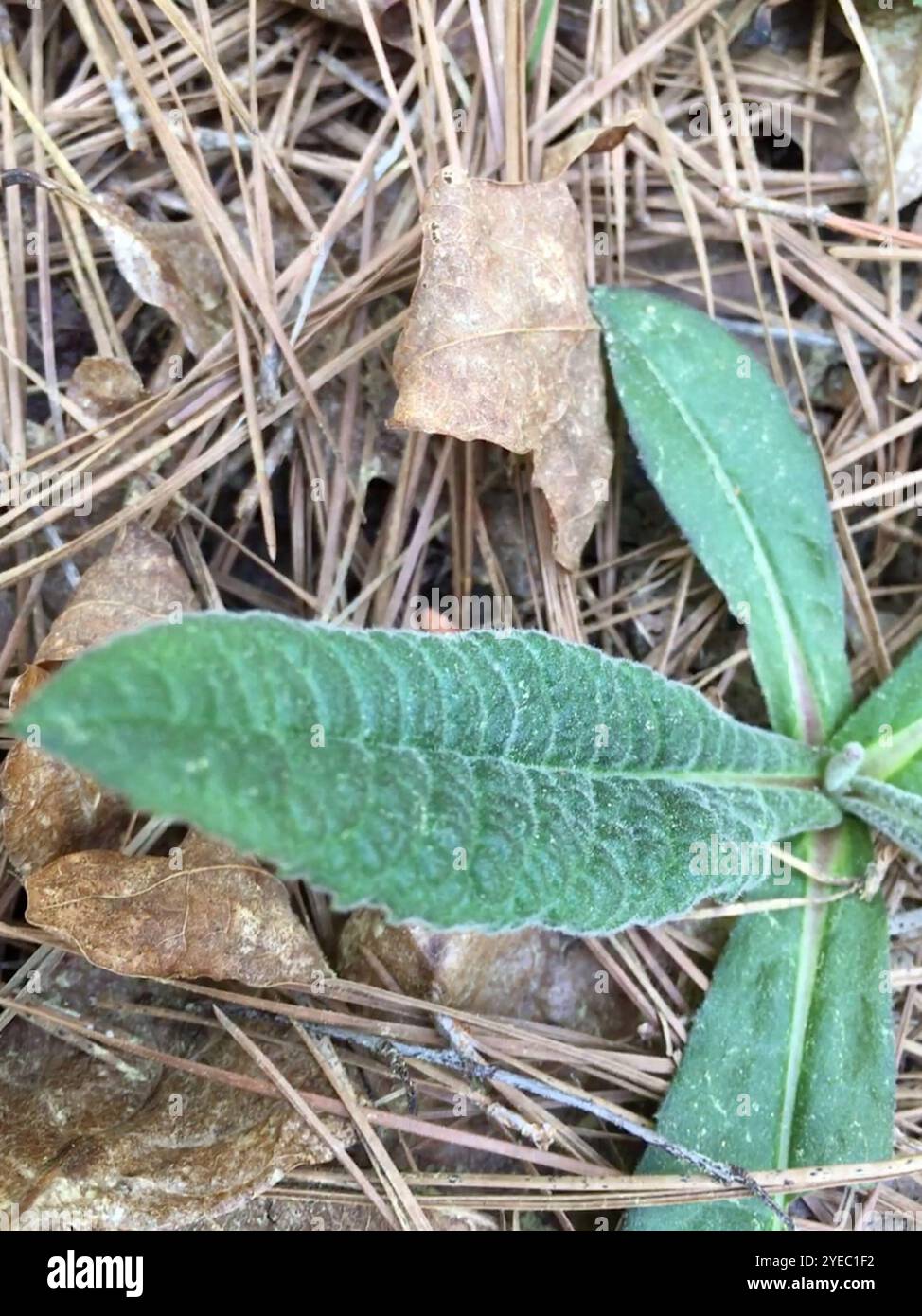 common elephant's-foot (Elephantopus tomentosus Stock Photo - Alamy