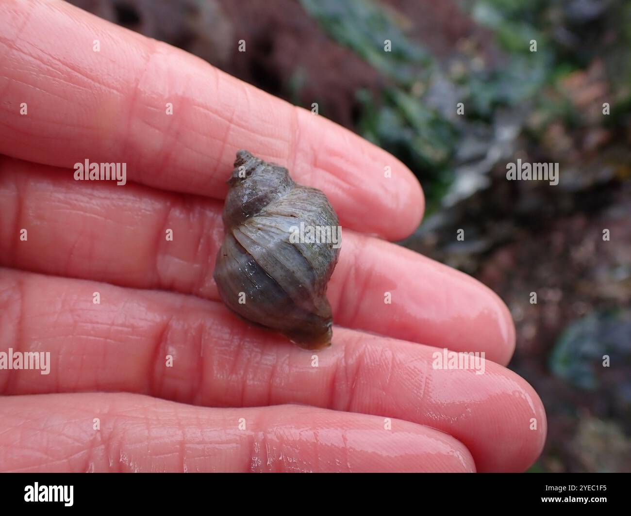 Frilled Dogwinkle (Nucella lamellosa Stock Photo - Alamy