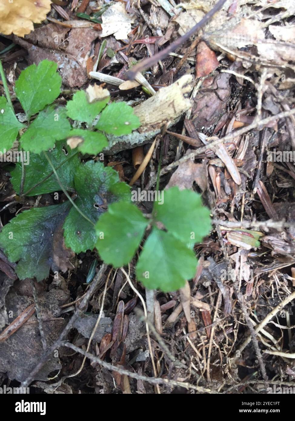 threeleaf goldthread (Coptis trifolia Stock Photo - Alamy