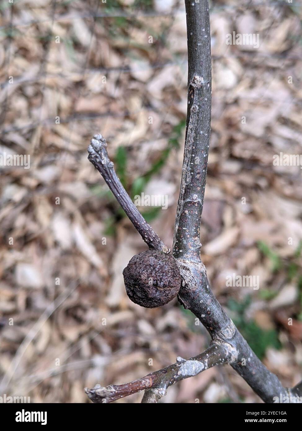 Oak Rough Bulletgall Wasp (Disholcaspis quercusmamma Stock Photo - Alamy