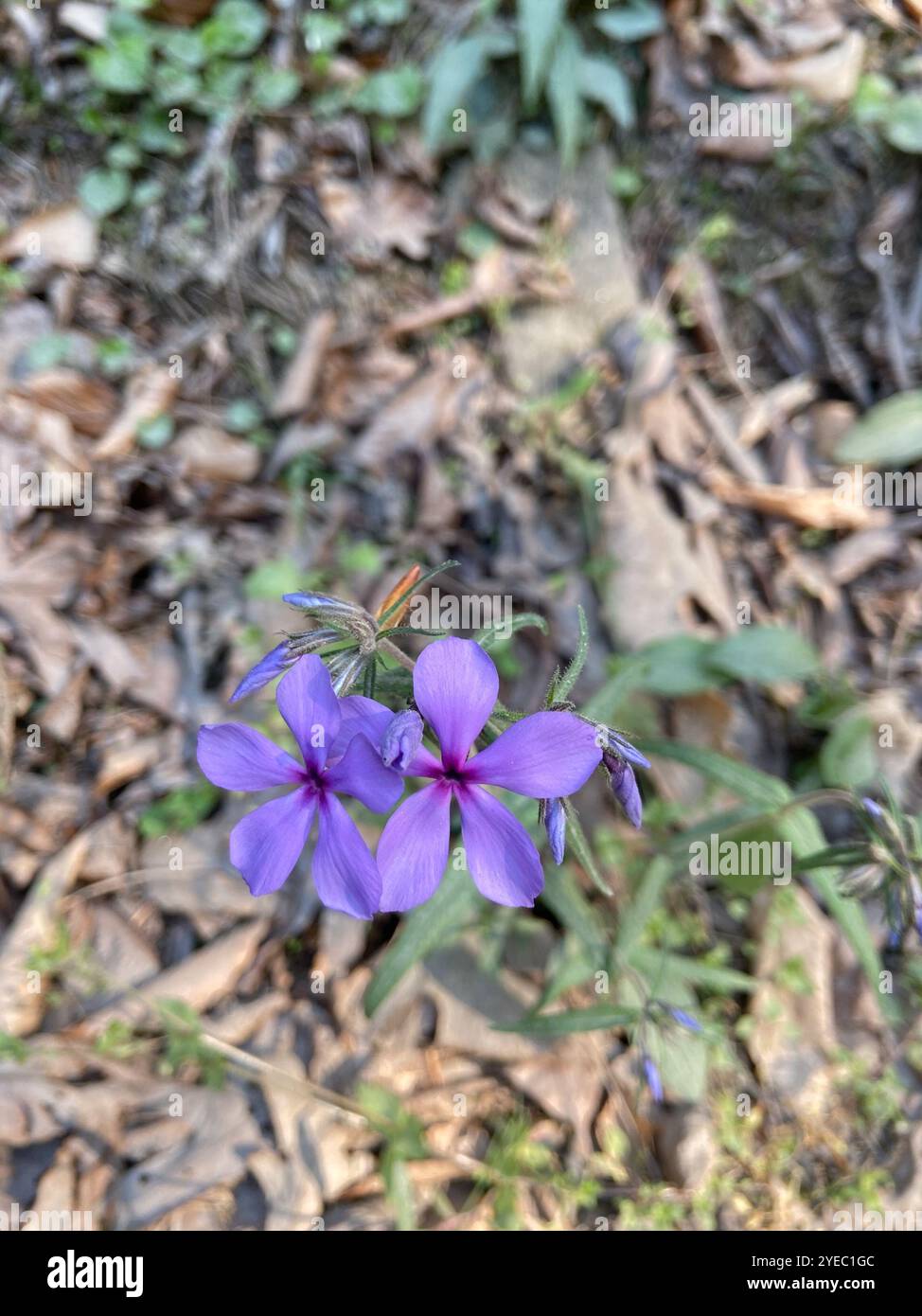 blue phlox (Phlox divaricata Stock Photo - Alamy