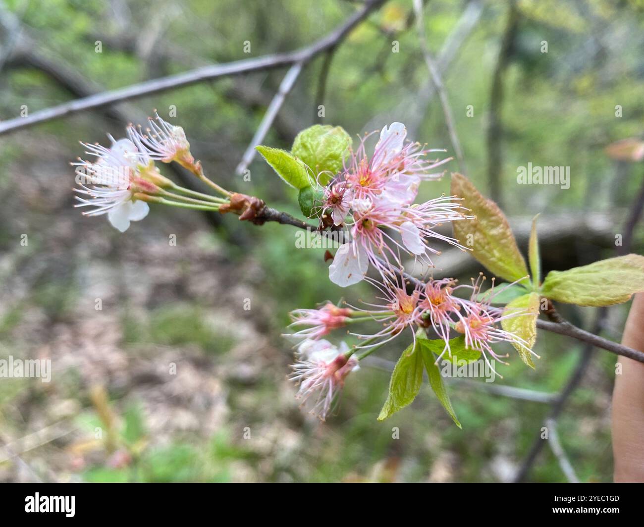 sweet crabapple (Malus coronaria Stock Photo - Alamy