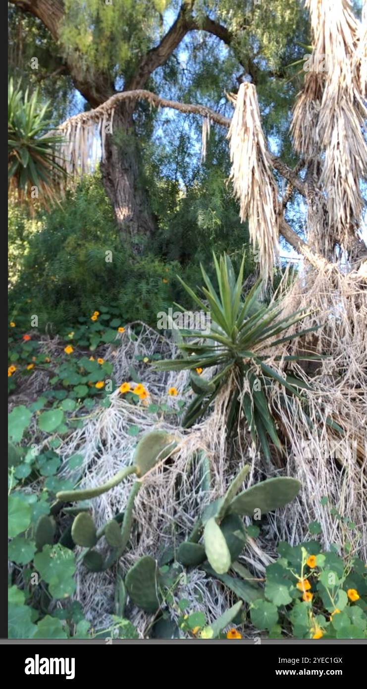 Peruvian Pepper Tree (Schinus molle Stock Photo - Alamy
