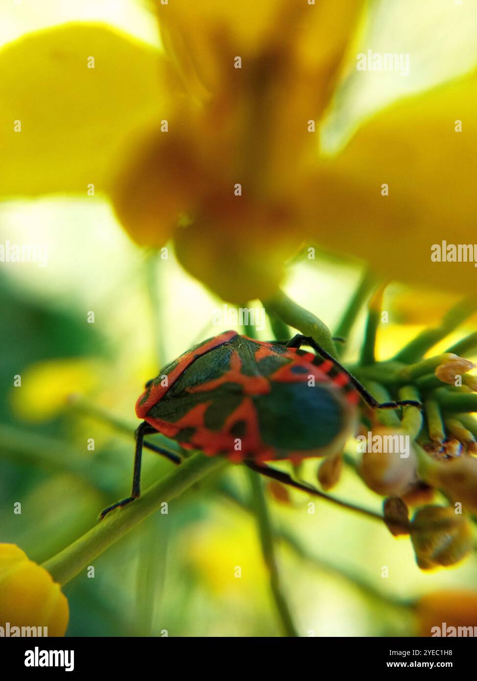 cruciferous bug (Eurydema ventralis Stock Photo - Alamy