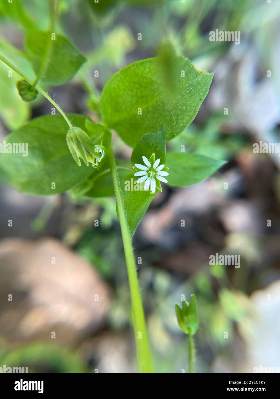 common chickweed (Stellaria media Stock Photo - Alamy