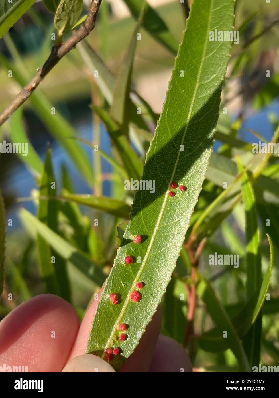 Willow Bead Gall Mite (Aculus tetanothrix Stock Photo - Alamy