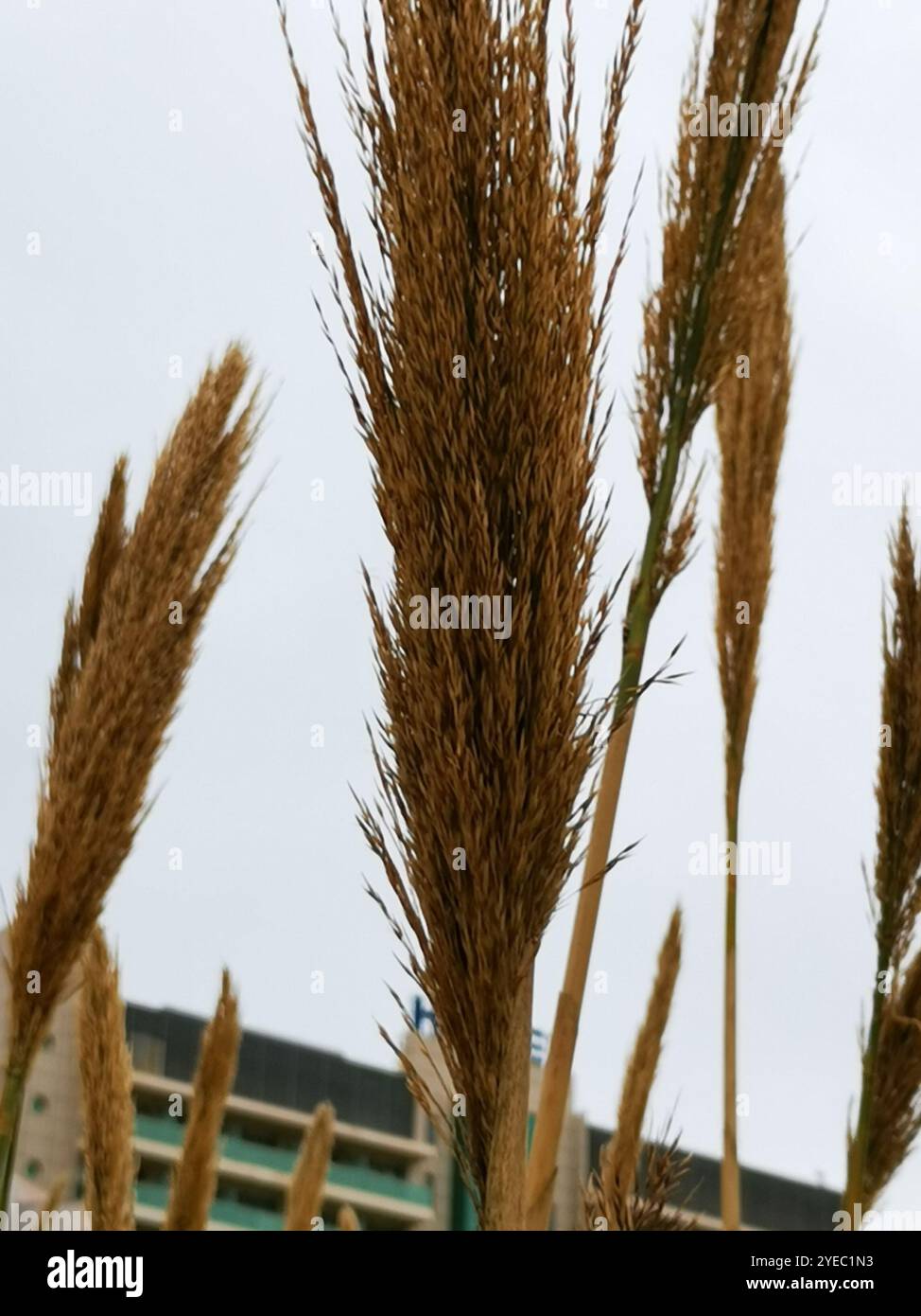 giant reed (Arundo donax Stock Photo - Alamy