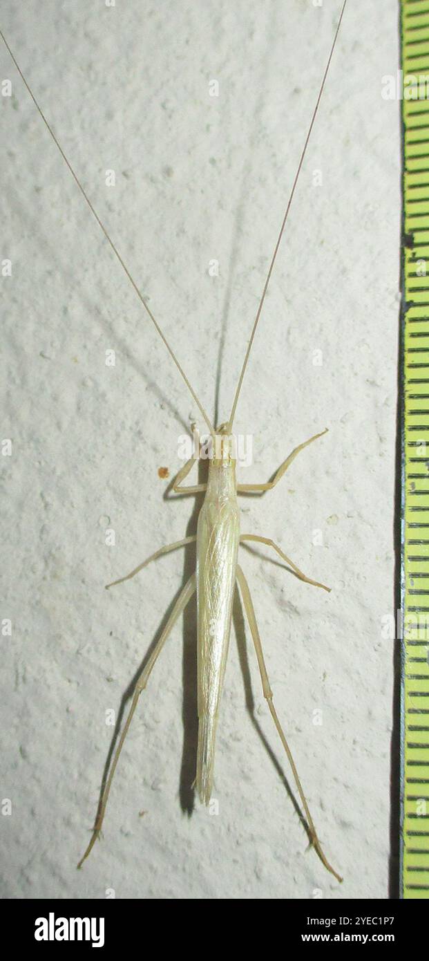 Common Tree Crickets (Oecanthus Stock Photo - Alamy