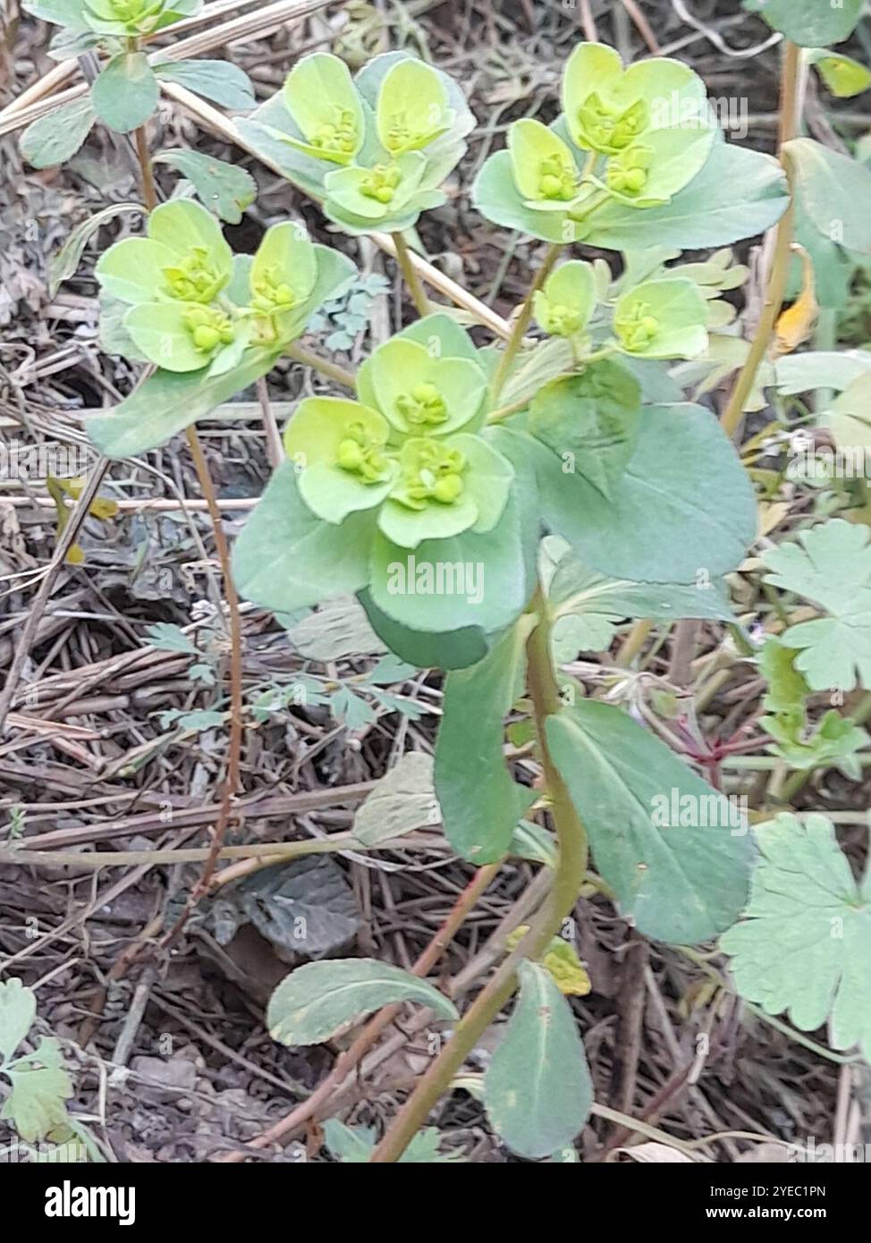 Sun spurge (Euphorbia helioscopia Stock Photo - Alamy