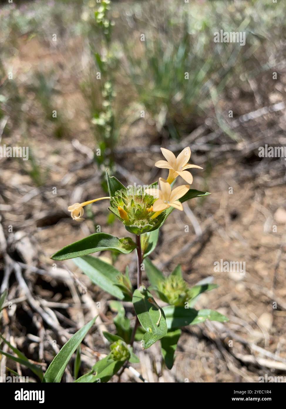 grand collomia (Collomia grandiflora Stock Photo - Alamy
