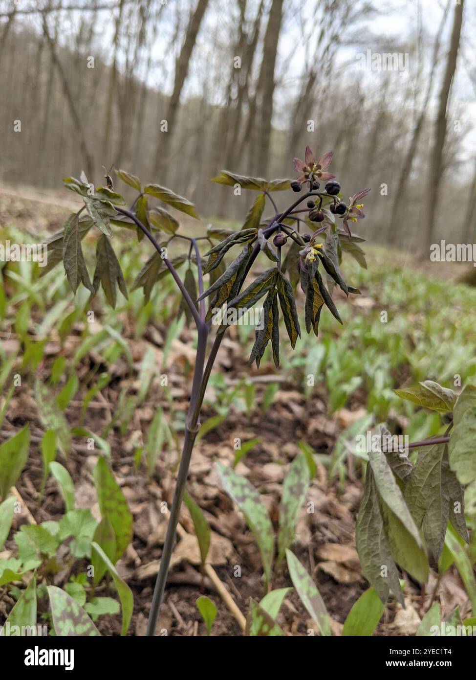 early blue cohosh (Caulophyllum giganteum Stock Photo - Alamy