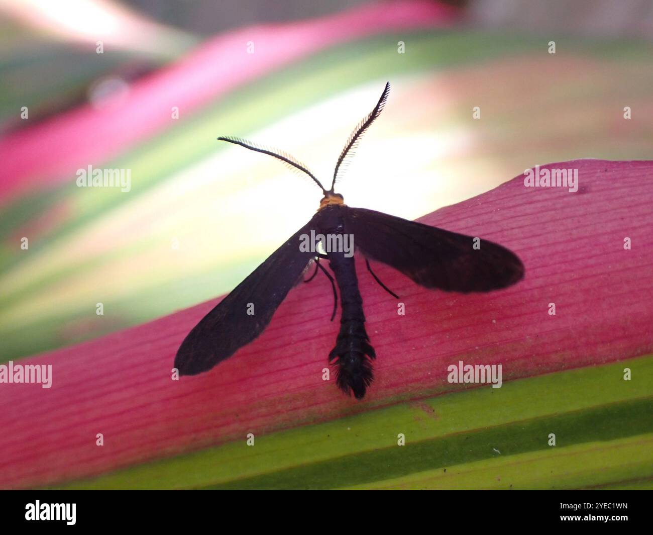 Grapeleaf Skeletonizer Moth (Harrisina americana Stock Photo - Alamy