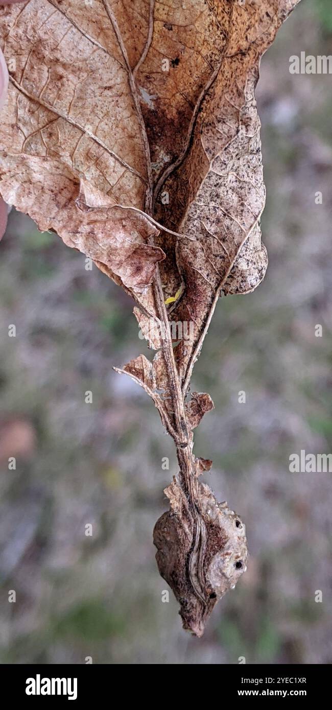 Oak Petiole Gall Wasp (Andricus quercuspetiolicola Stock Photo - Alamy
