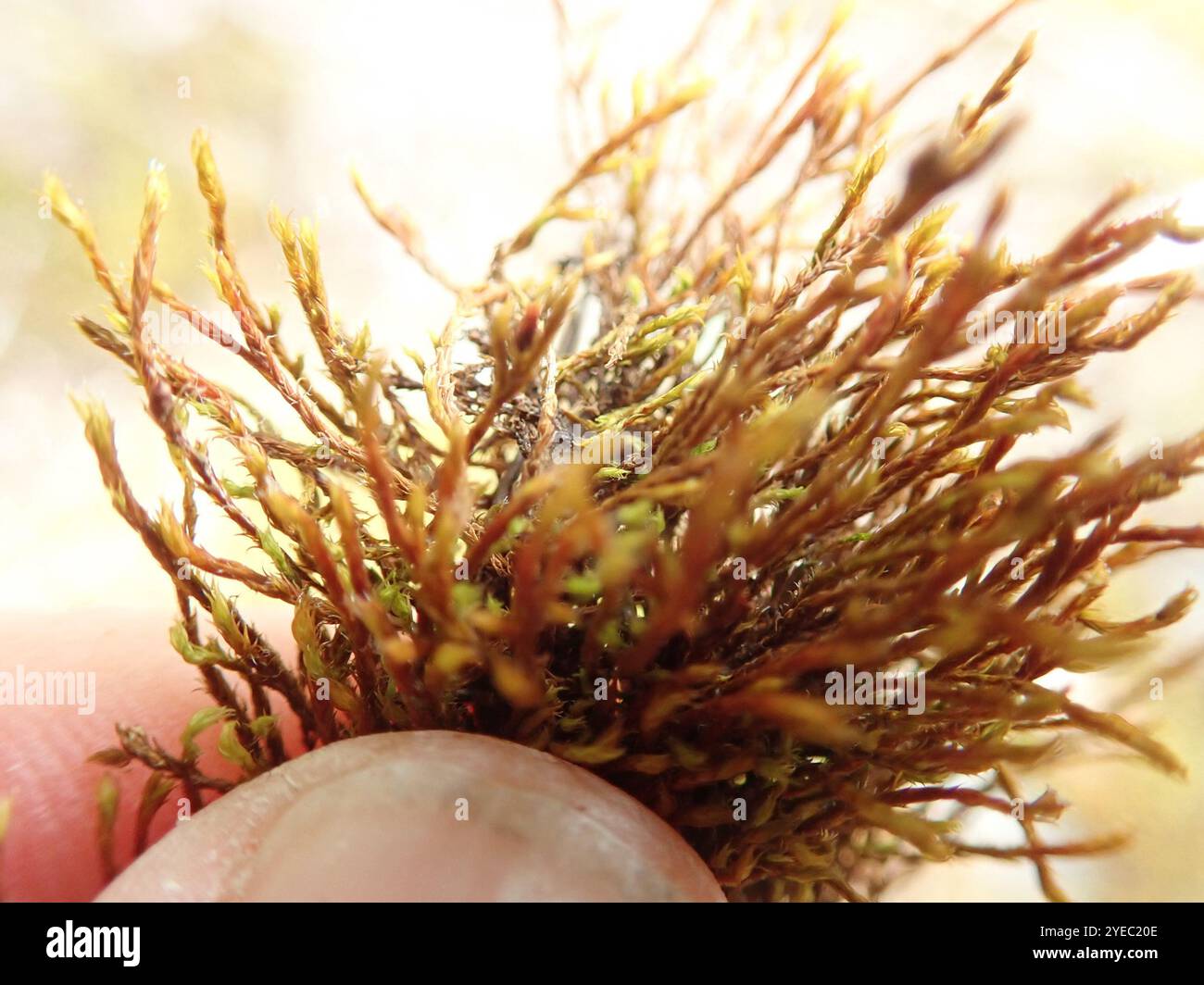 Papillose Bloom Moss (Schistidium papillosum Stock Photo - Alamy