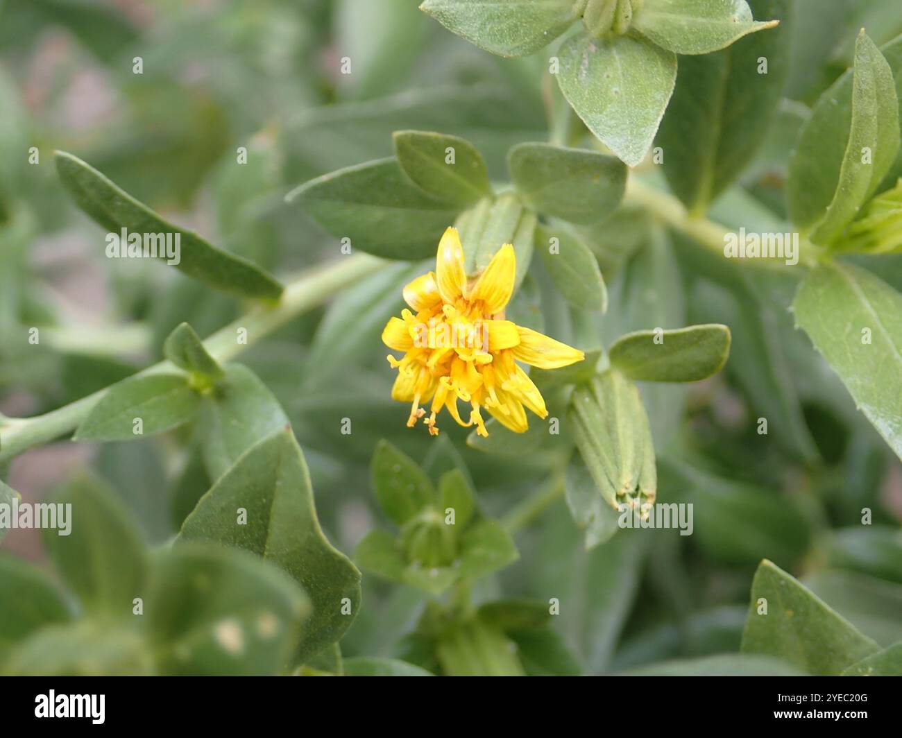 American threefold (Trixis californica californica Stock Photo - Alamy