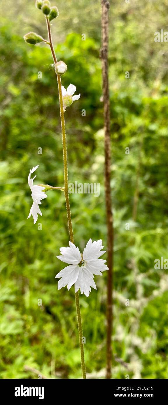 San Francisco woodland-star (Lithophragma affine Stock Photo - Alamy