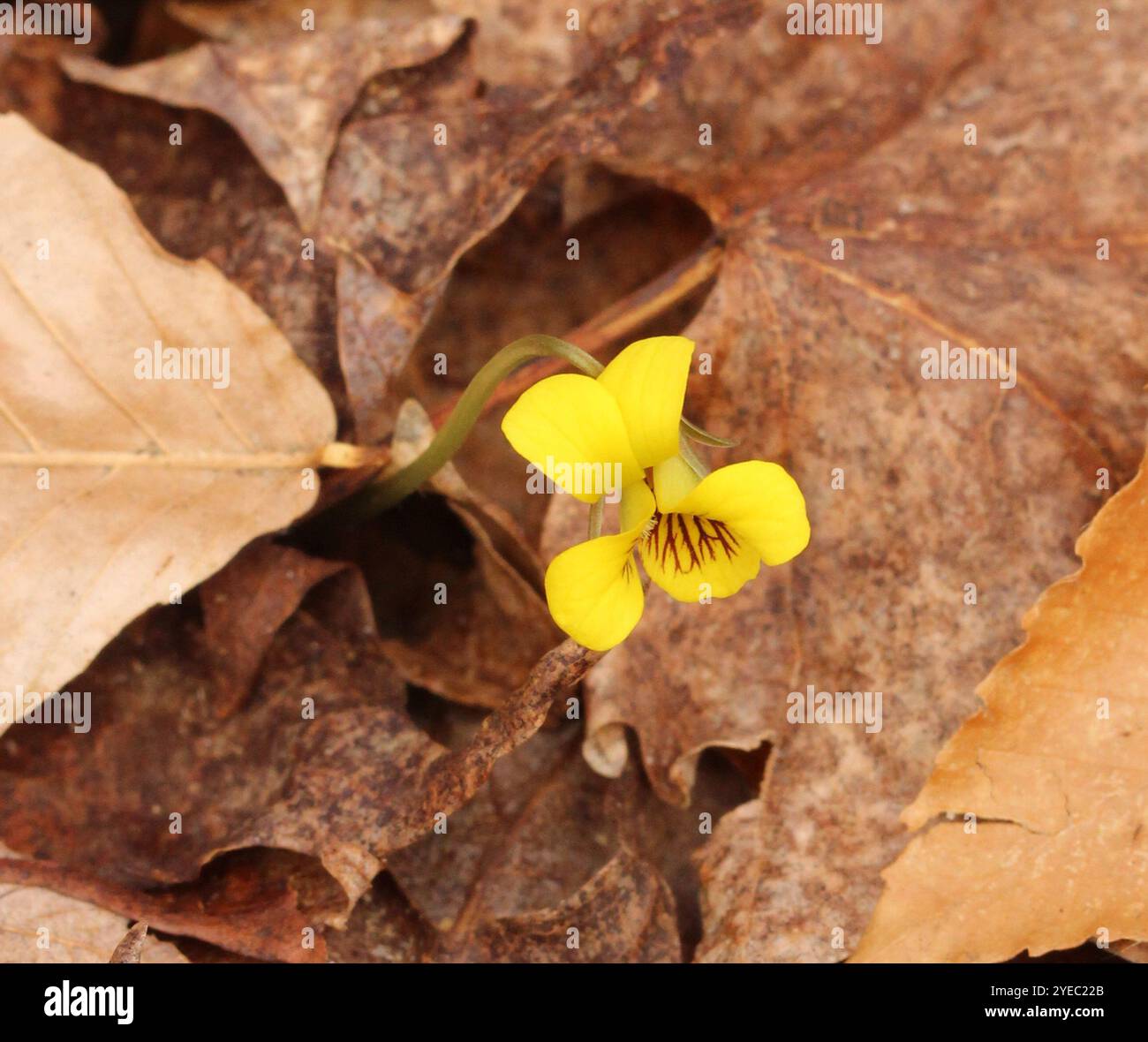 Round-leaved Violet (Viola rotundifolia Stock Photo - Alamy