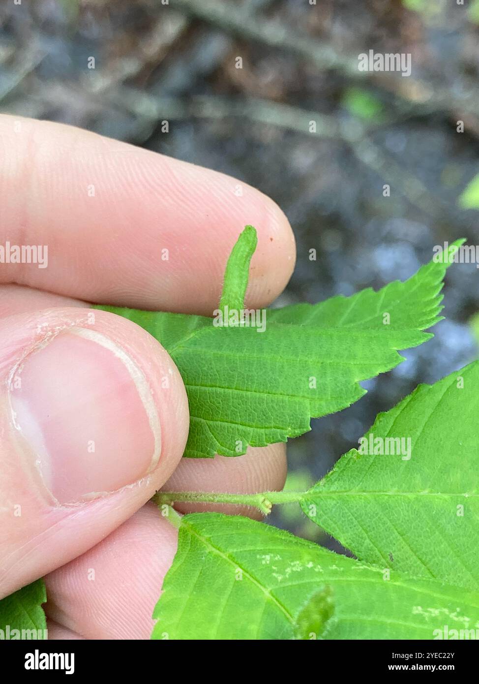 Elm Finger Gall Mite (Aceria parulmi Stock Photo - Alamy