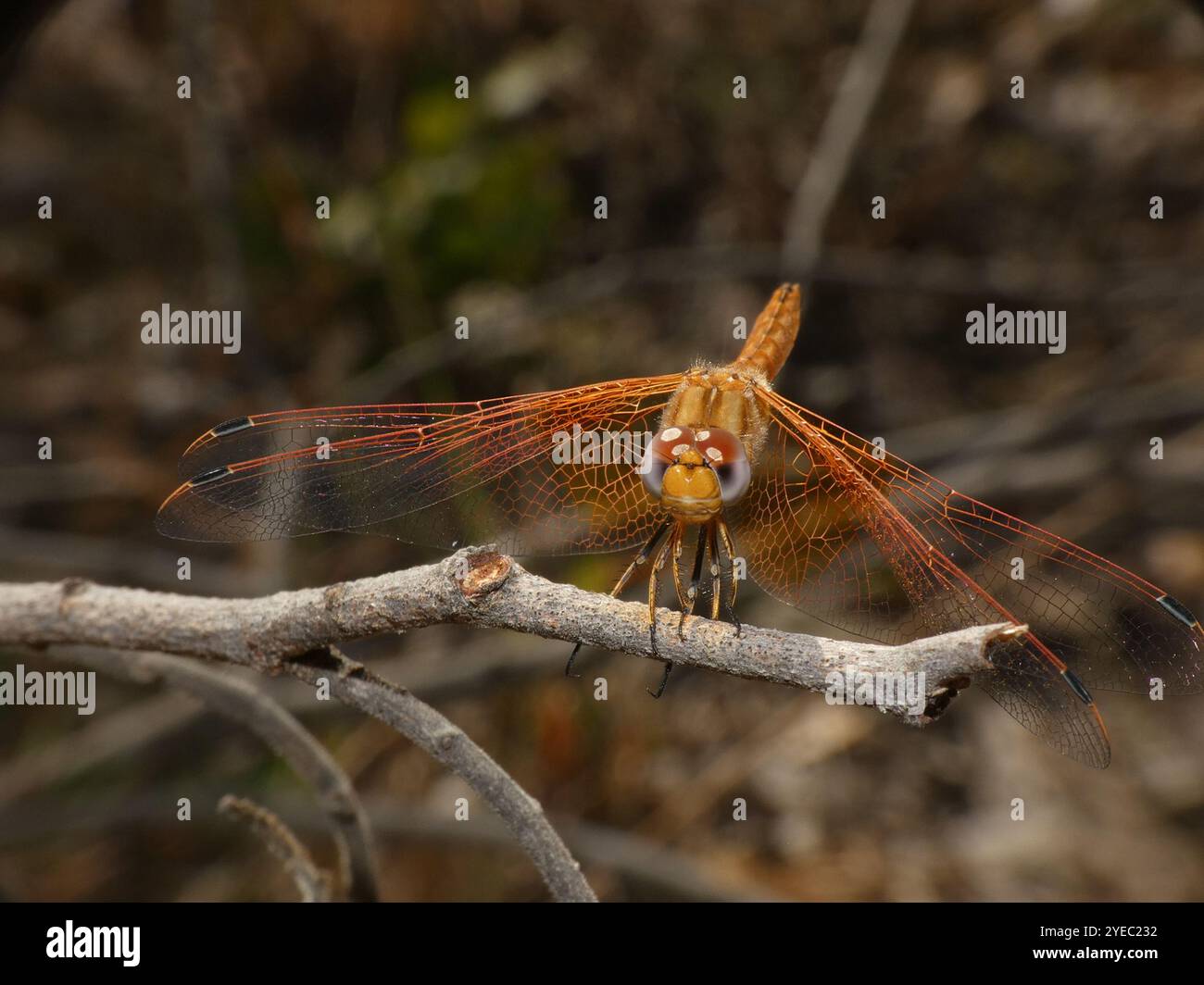 Orange-winged Dropwing (Trithemis kirbyi Stock Photo - Alamy