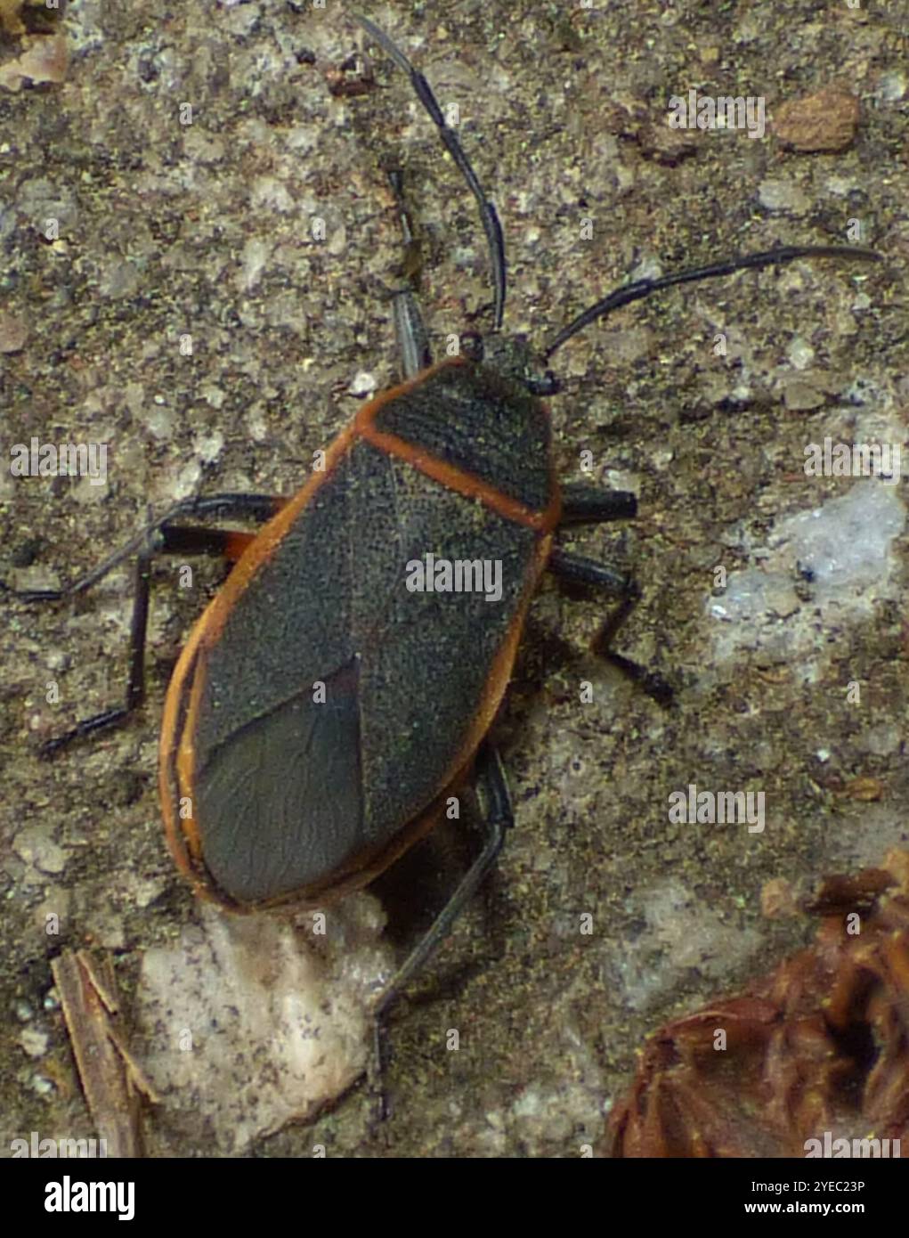 Eastern Bordered Plant Bug (Largus succinctus Stock Photo - Alamy