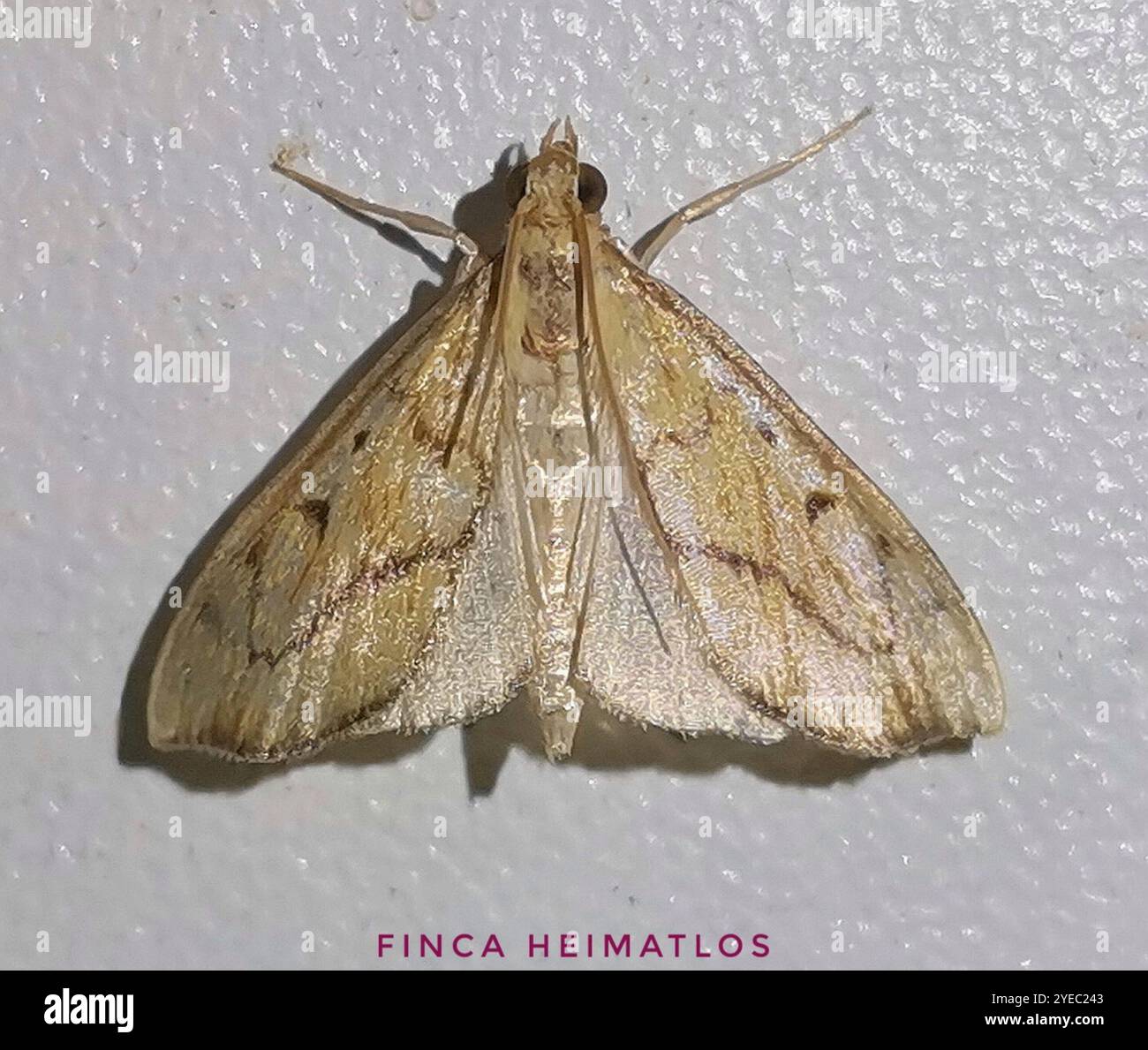 Pearl Moths (Spilomelinae Stock Photo - Alamy