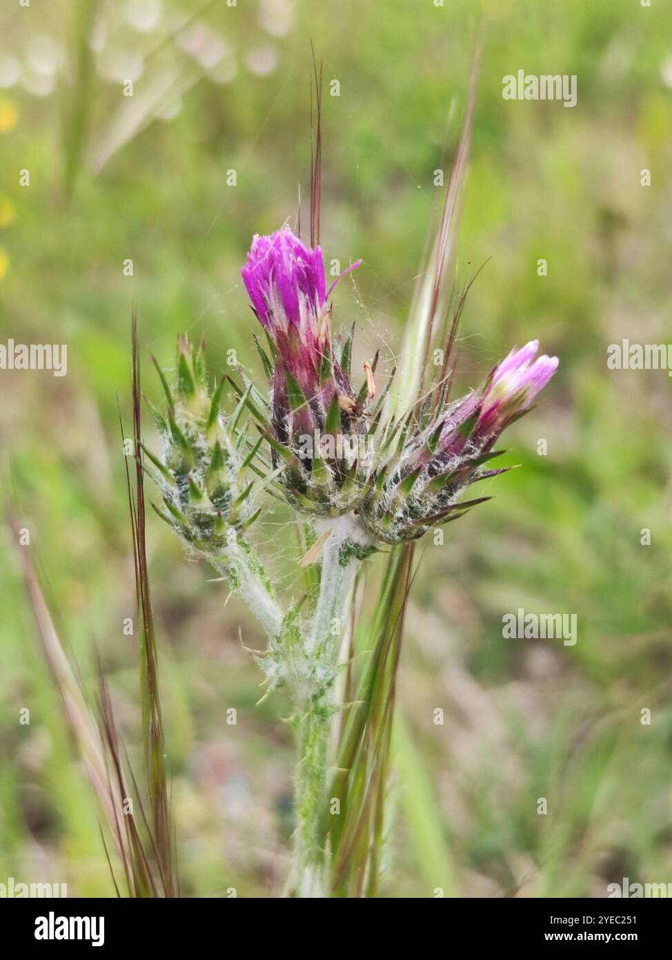 Italian thistle (Carduus pycnocephalus Stock Photo - Alamy