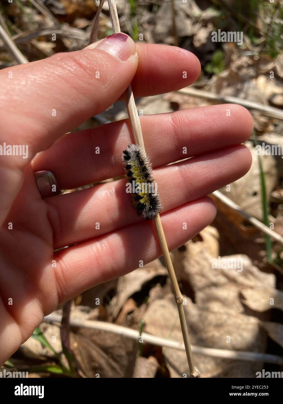 Virginia Ctenucha Moth (Ctenucha virginica Stock Photo - Alamy