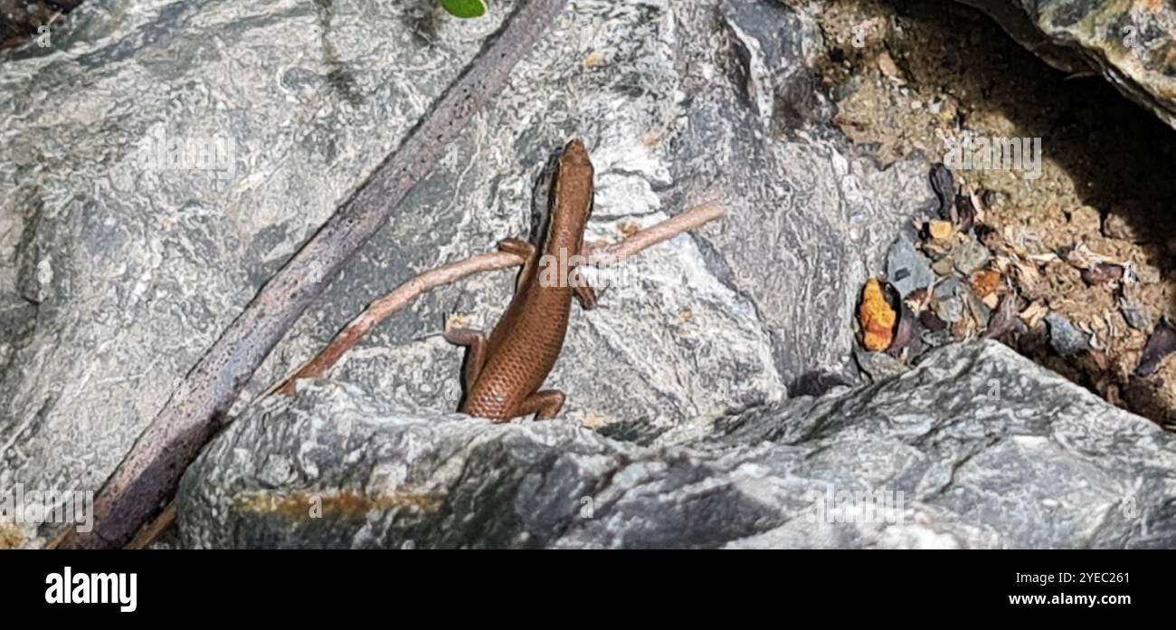 Closed-litter Rainbow Skink (Carlia longipes Stock Photo - Alamy