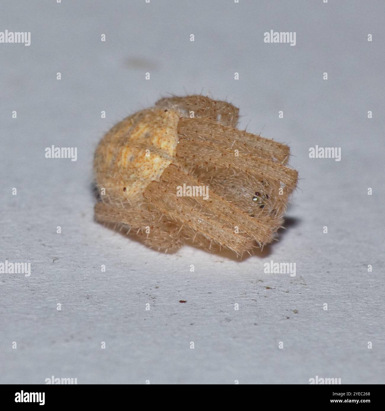 Spiky field spider hi-res stock photography and images - Alamy