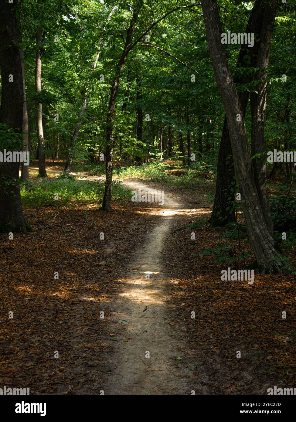 A scenic pathway illuminated by sunlight winding through a lush green ...