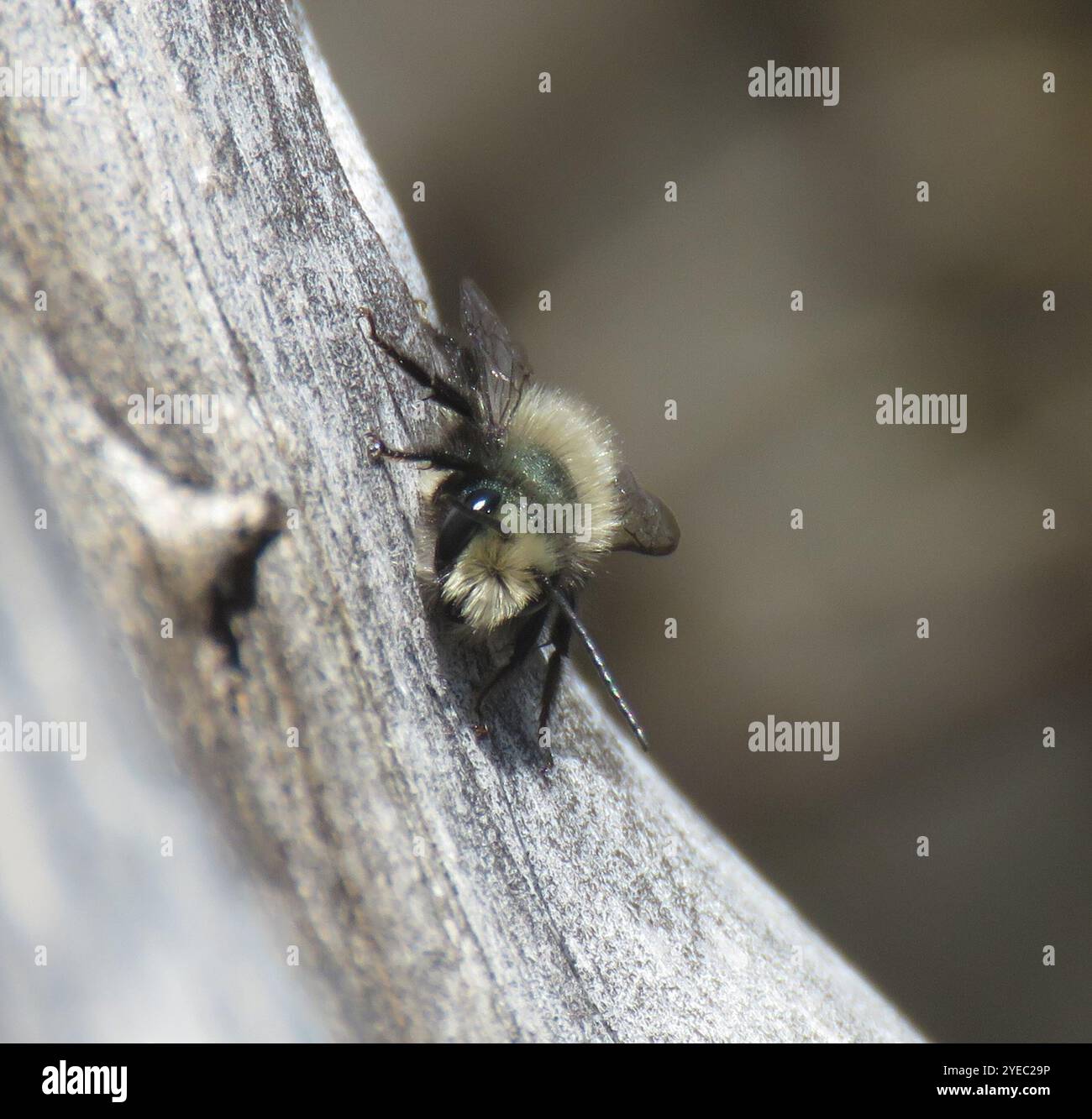 Western Blue Orchard Bee (Osmia lignaria propinqua Stock Photo - Alamy