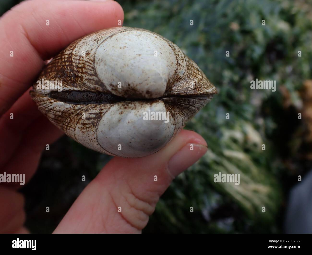 Pacific Littleneck Clam (Leukoma staminea Stock Photo - Alamy