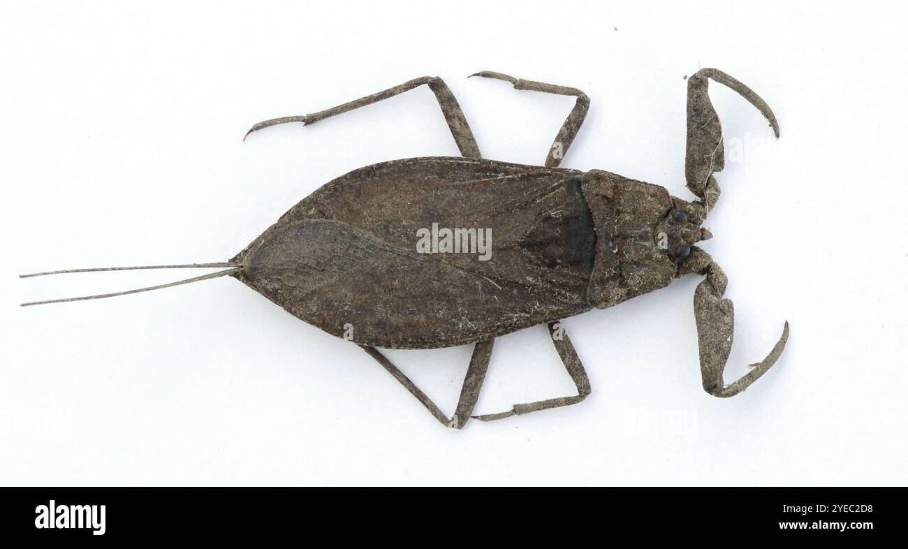 Eurasian Water Scorpion (Nepa cinerea Stock Photo - Alamy