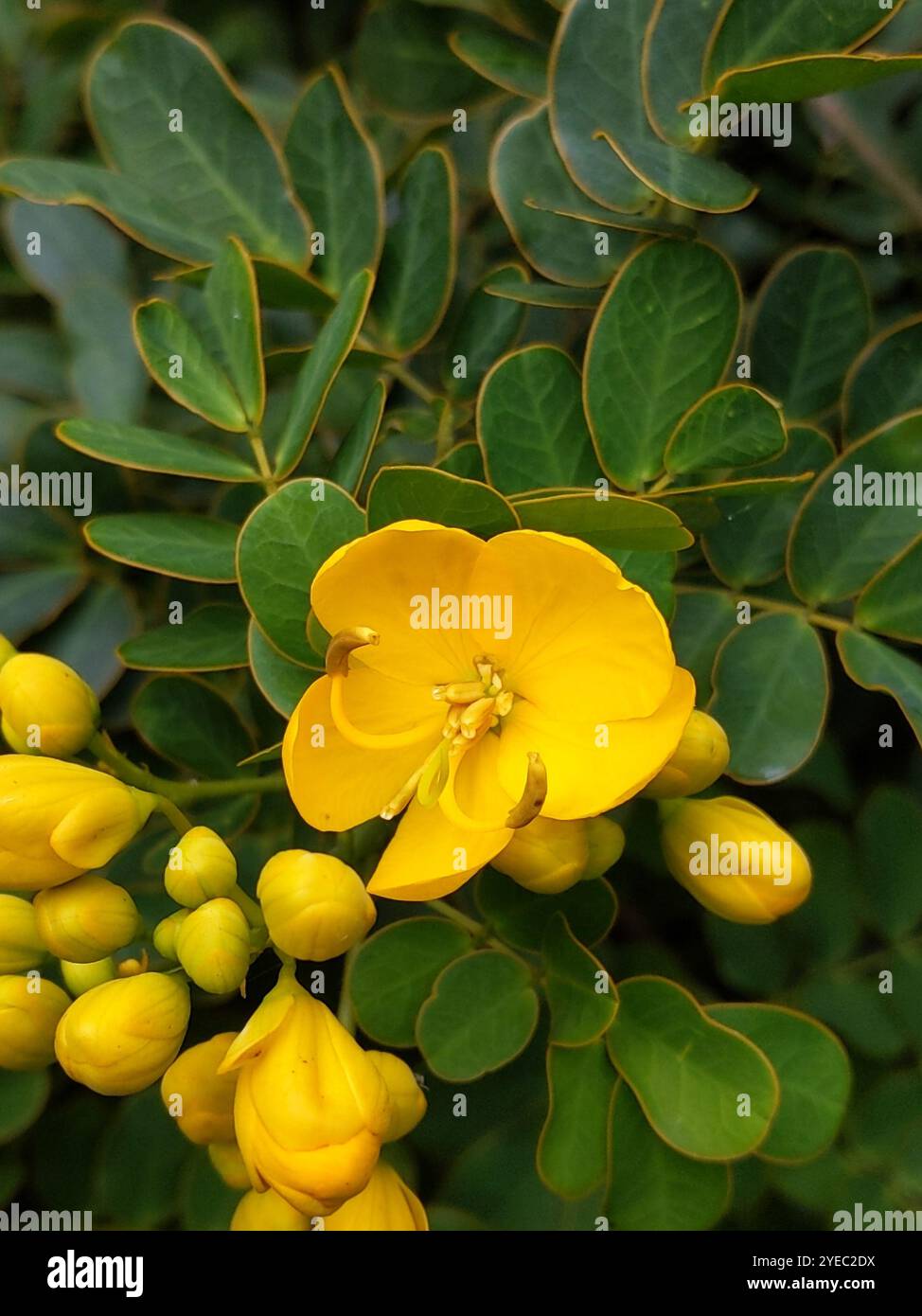 Christmas Senna (Senna pendula Stock Photo - Alamy