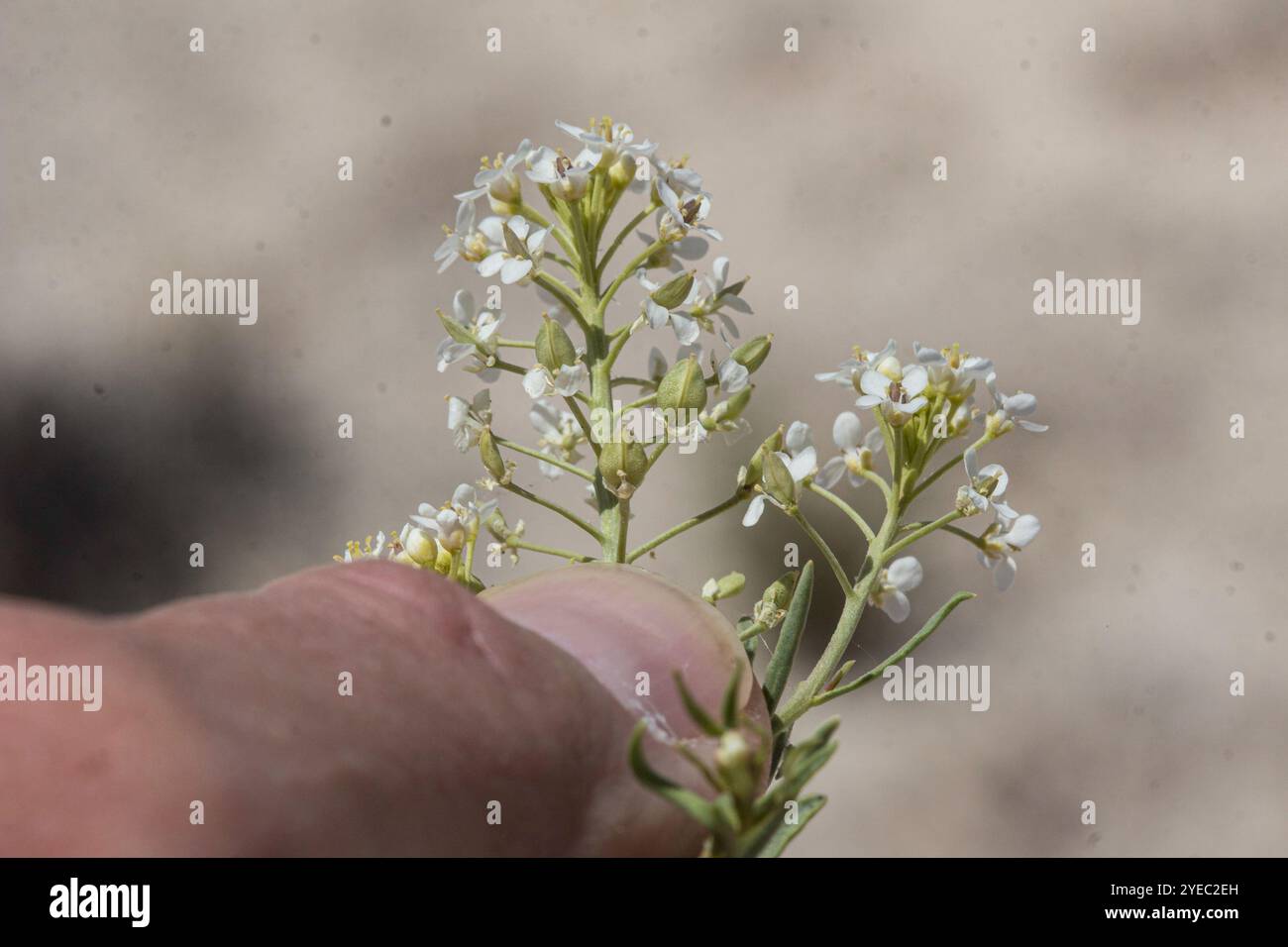 Mesa Pepperwort (Lepidium alyssoides Stock Photo - Alamy