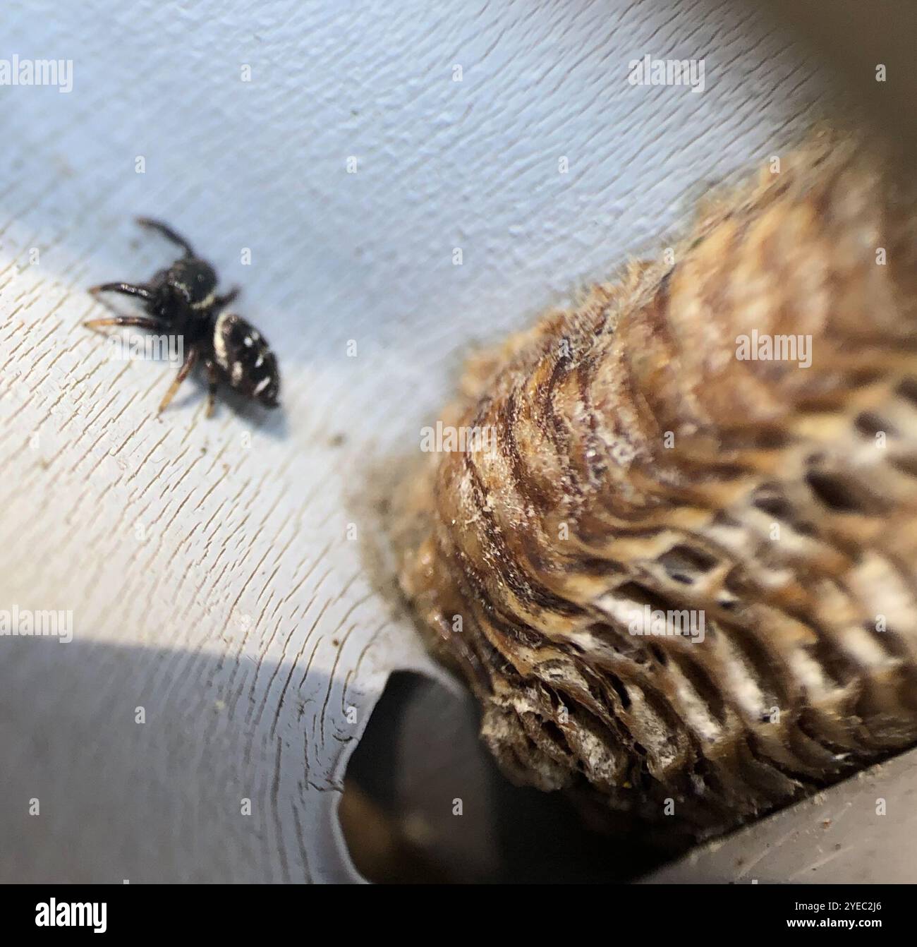 Golden Jumping Spider (Paraphidippus aurantius Stock Photo - Alamy