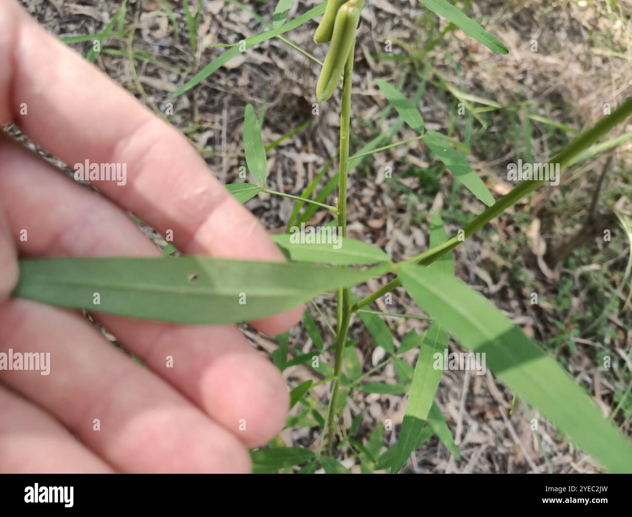 lanceleaf rattlebox (Crotalaria lanceolata Stock Photo - Alamy