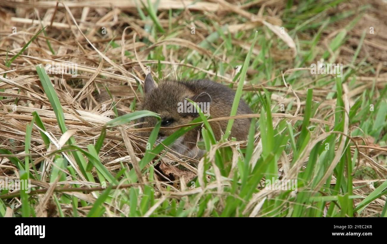 Western Deer Mouse (Peromyscus sonoriensis Stock Photo - Alamy