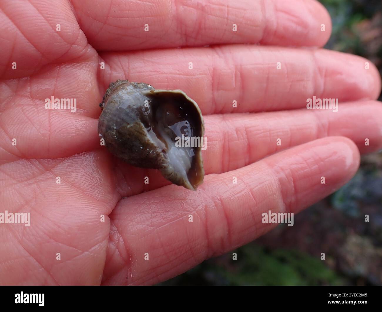 Frilled Dogwinkle (Nucella lamellosa Stock Photo - Alamy