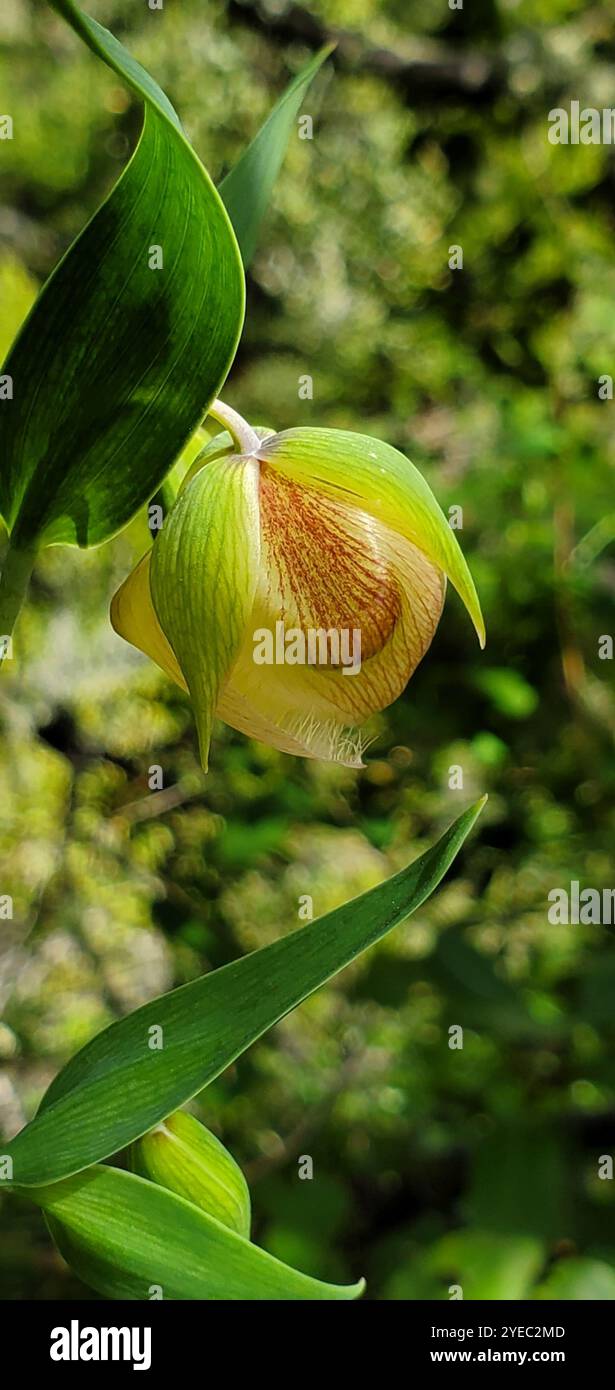 White Globe Lily (Calochortus albus Stock Photo - Alamy