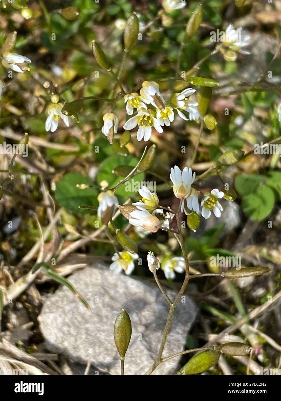 Common Whitlowgrass (Draba verna Stock Photo - Alamy