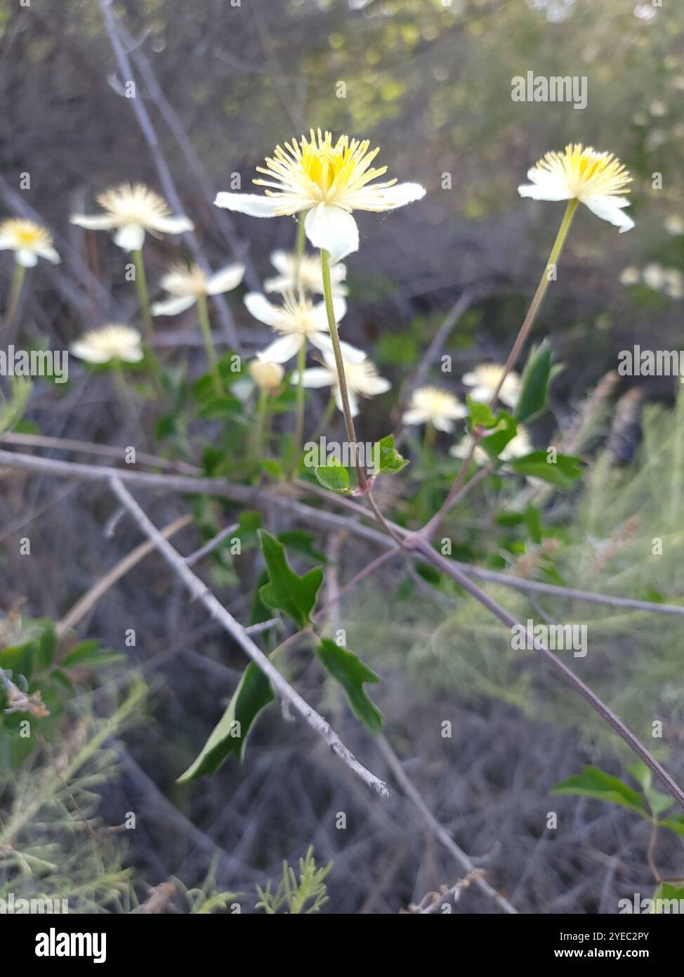 Pipestem Clematis (Clematis lasiantha Stock Photo - Alamy