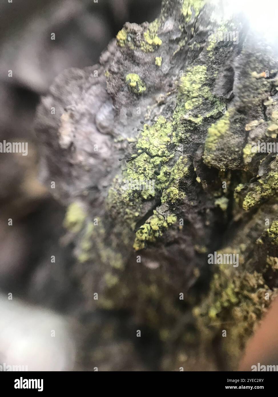 Green Stubble Lichen (Calicium viride Stock Photo - Alamy
