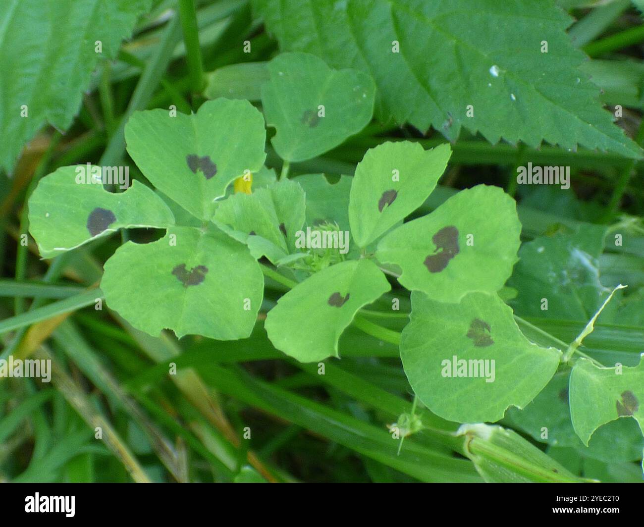 Spotted medick (Medicago arabica Stock Photo - Alamy