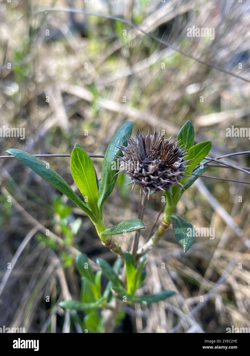 sea ox-eye (Borrichia frutescens Stock Photo - Alamy